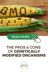 13 Pros And Cons Of GMOs (Backed By Evidence) - In On Around