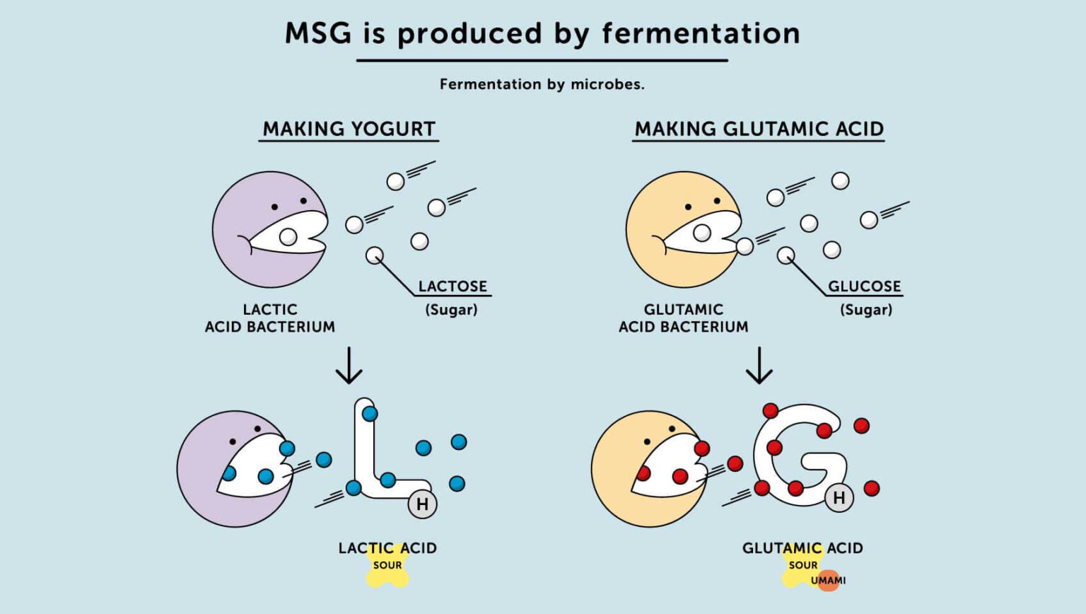 MSG: Is It Bad For You? Monosodium Glutamate Explained – In On Around